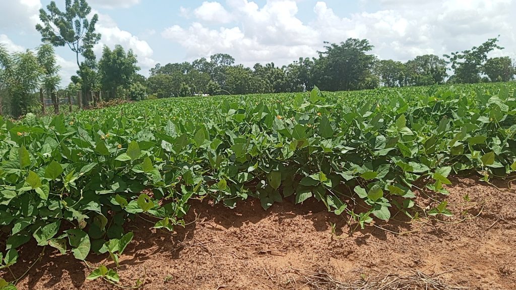 Ghanaian journalists tour GMO cowpea fields | Daily Agric News