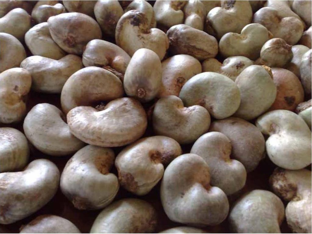 Government approves GH¢12 minimum price for raw cashew nuts for 2025/ ...