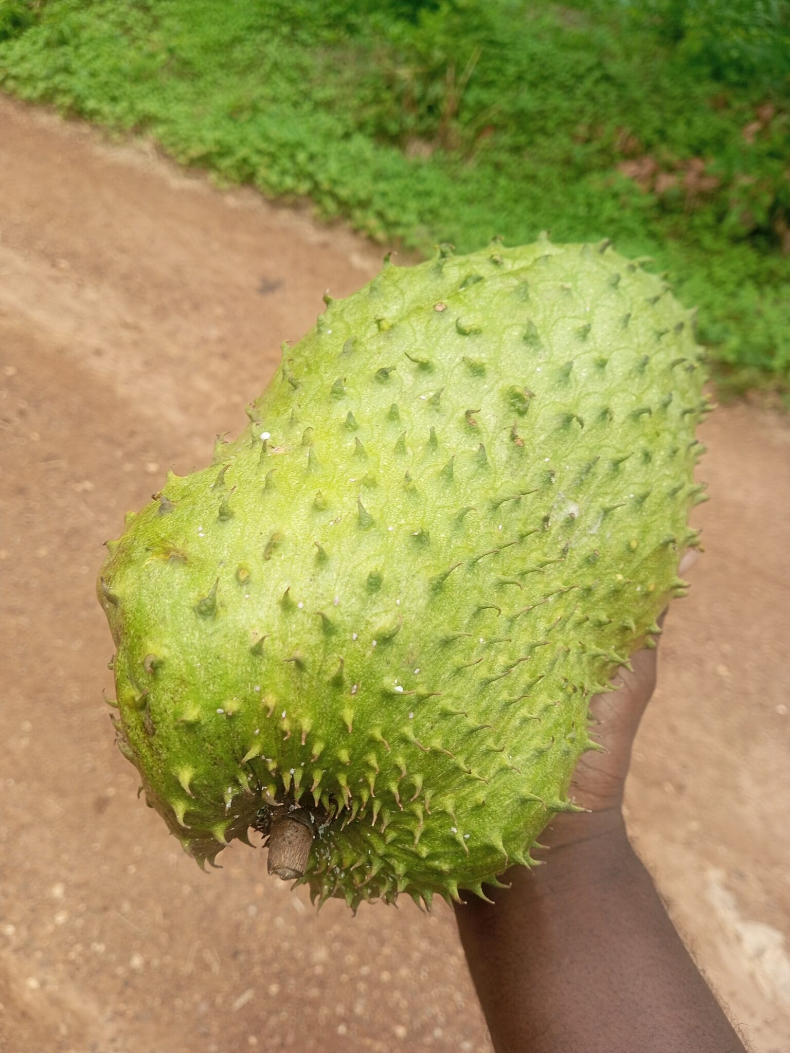 Soursop Fruit Farming Goes Commercial in Jinijini, Ghana | Daily Agric News
