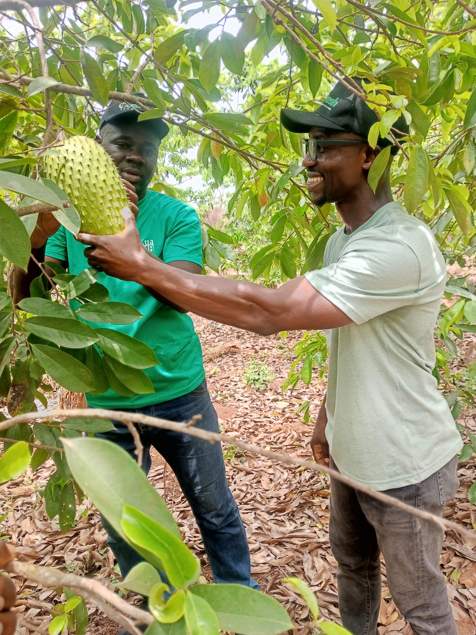 Soursop Fruit Farming Goes Commercial in Jinijini, Ghana | Daily Agric News
