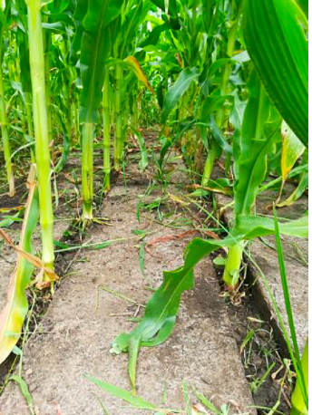 Innovative Mulching Technologies: A Sustainable Solution for Ghana's ...