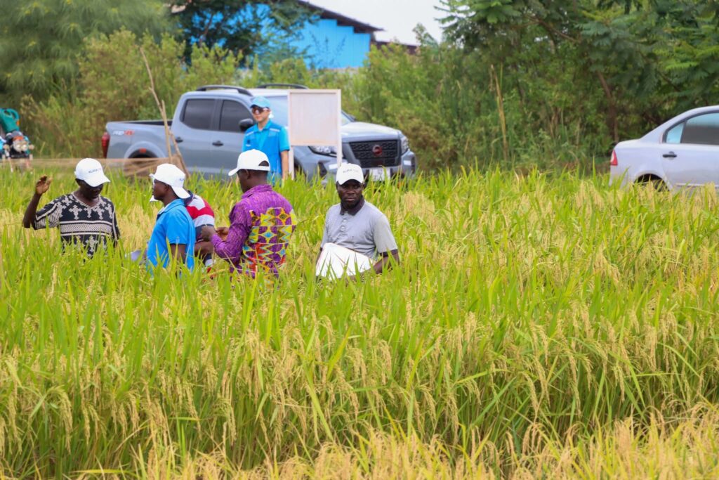 CSIR-Crops Research Institute Hosts Successful Rice Field Day at ...