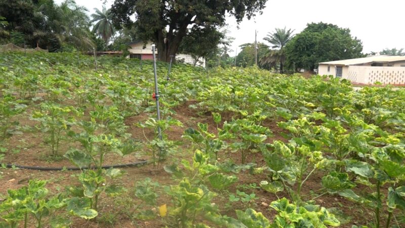Ghana signs $1.5bn AgriConnect Compact to create 2.6m jobs | Daily ...