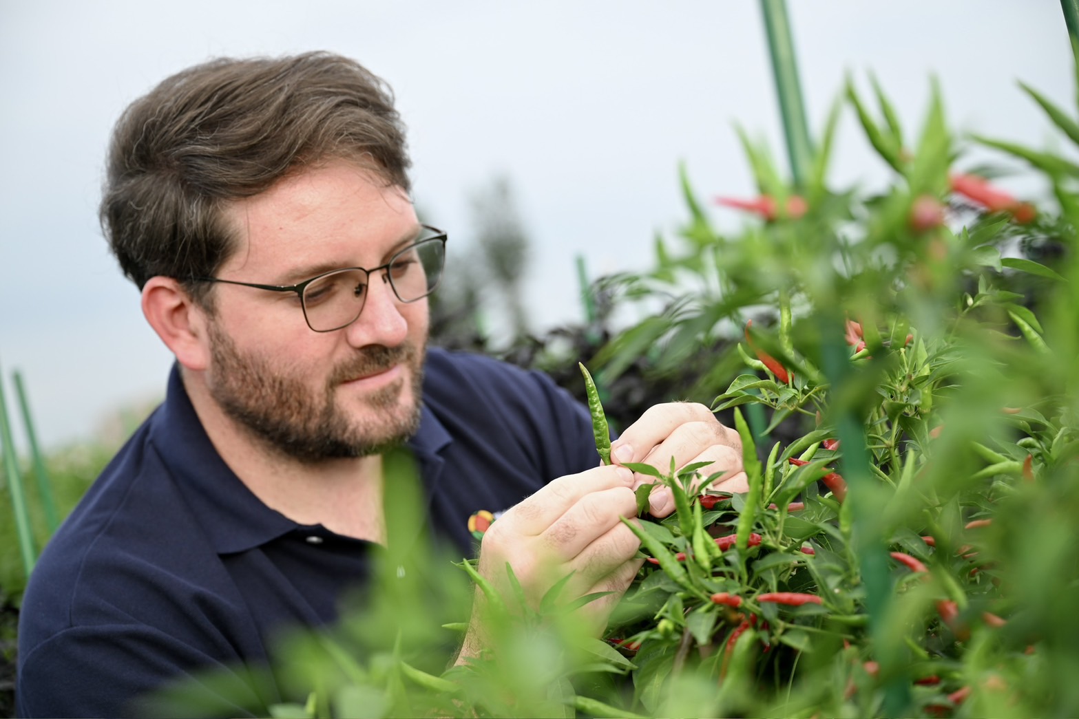 Spicing Up Global Agriculture: Dr. Derek Barchenger Wins 2025 Borlaug ...