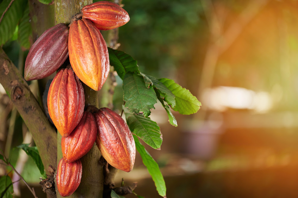 With support from the Green Climate Fund and IICA, Brazil promotes ...