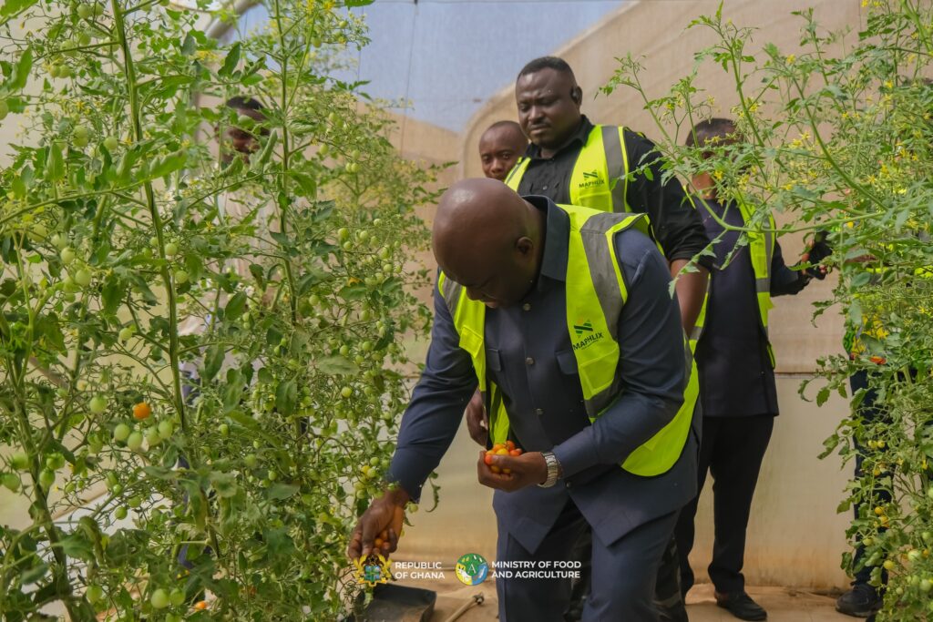 MAPHLIX FARMS TO SUPPLY 3,000 TONNES OF TOMATOES TO THE GHANAIAN MARKET ...