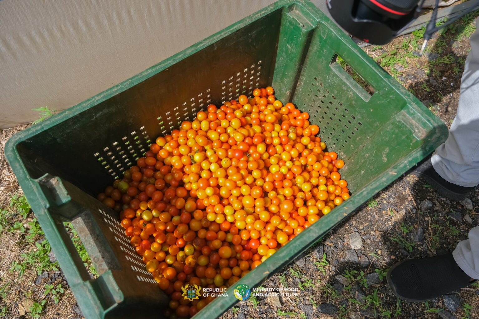 MAPHLIX FARMS TO SUPPLY 3,000 TONNES OF TOMATOES TO THE GHANAIAN MARKET ...